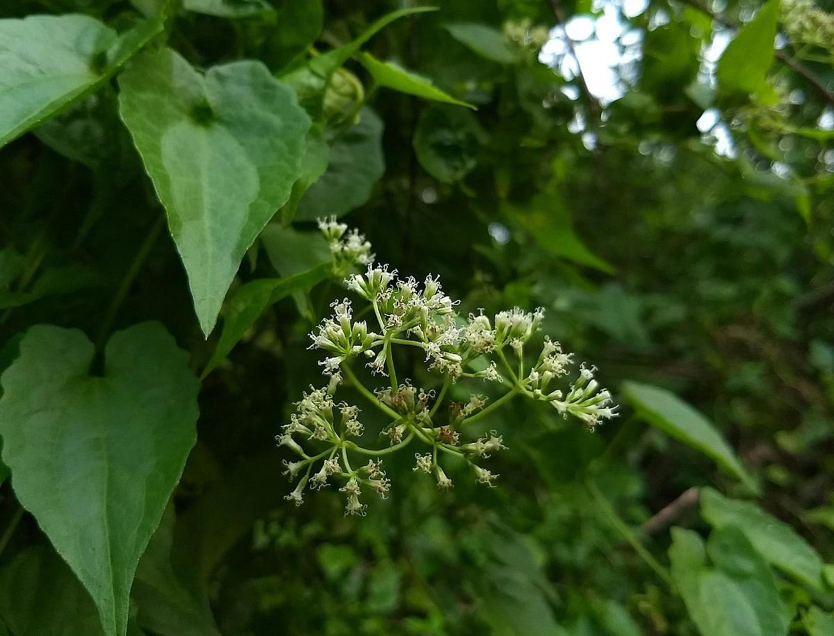 Invasive plants that choke native species