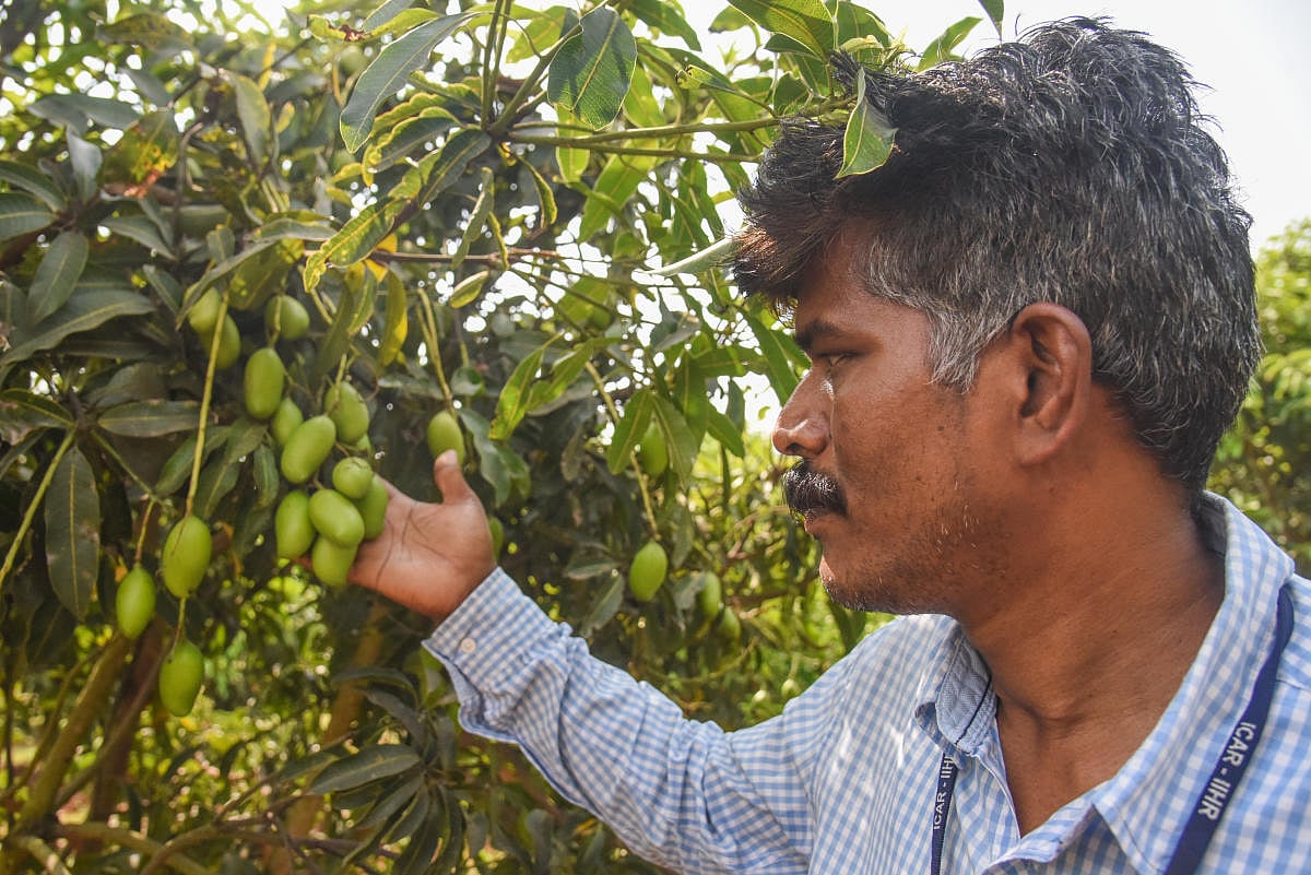 Appemidi: A thriving pickle crop