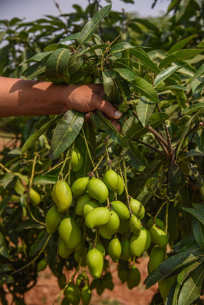Appemidi: A thriving pickle crop