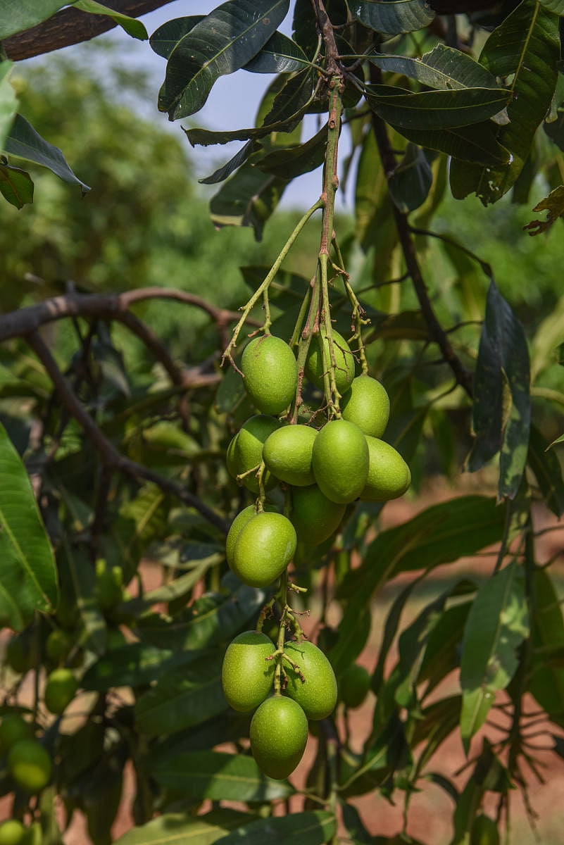 Appemidi: A thriving pickle crop
