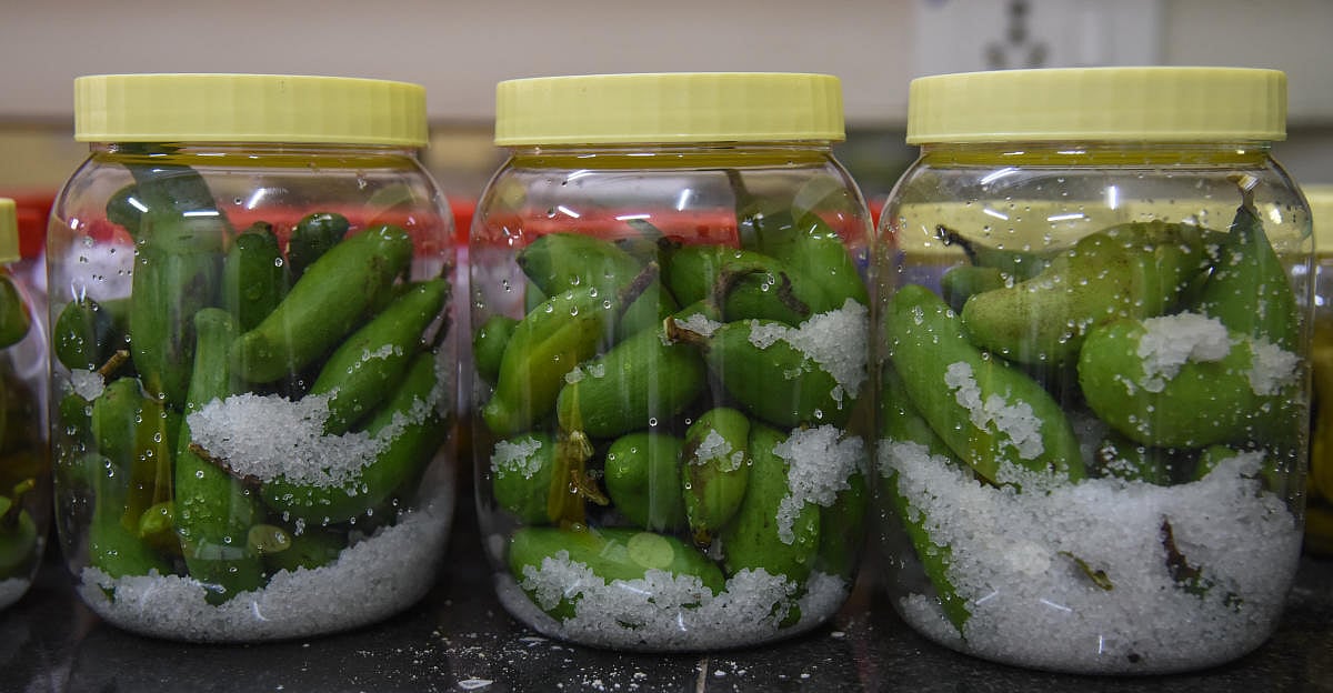 Appemidi: A thriving pickle crop