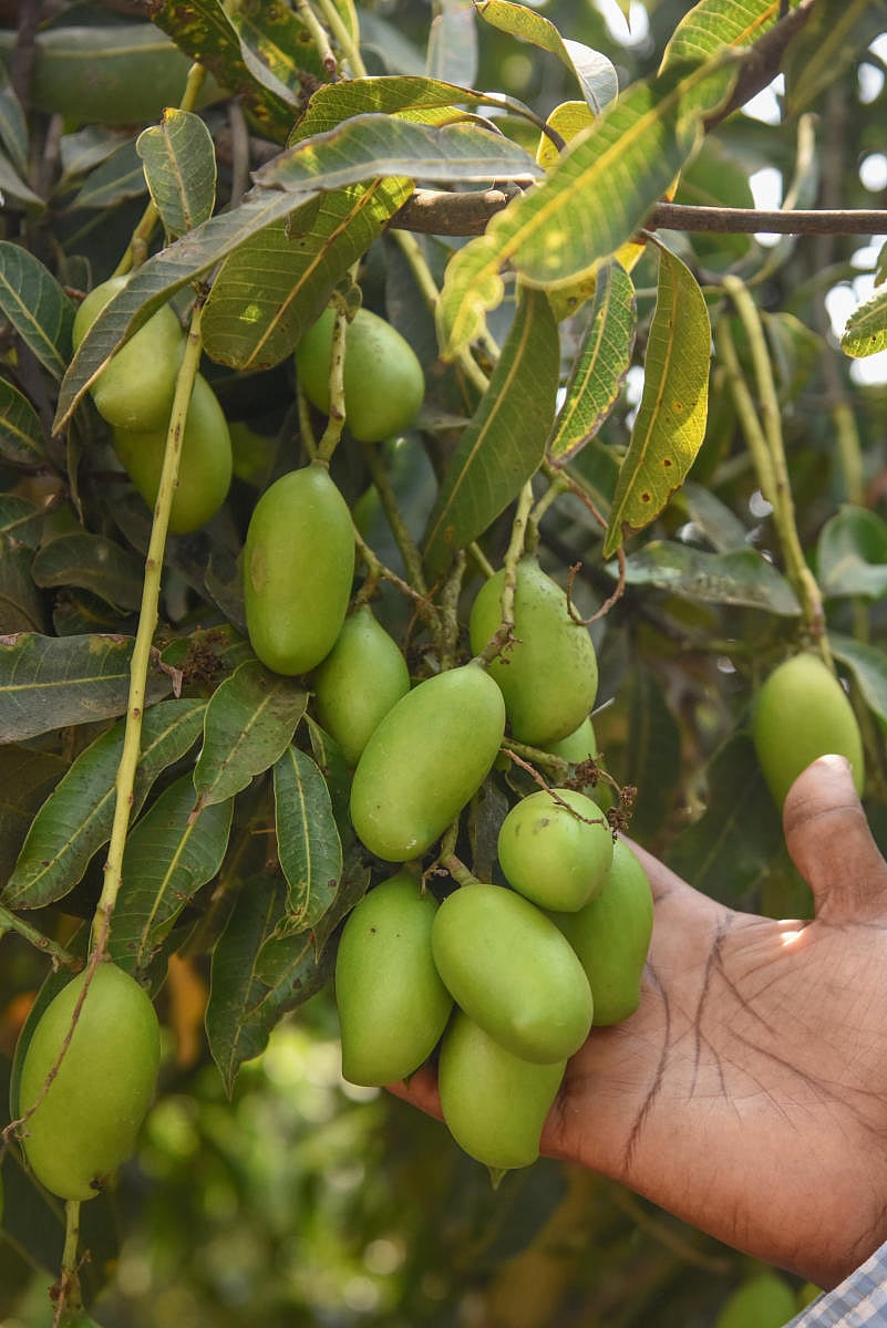 Appemidi: A thriving pickle crop