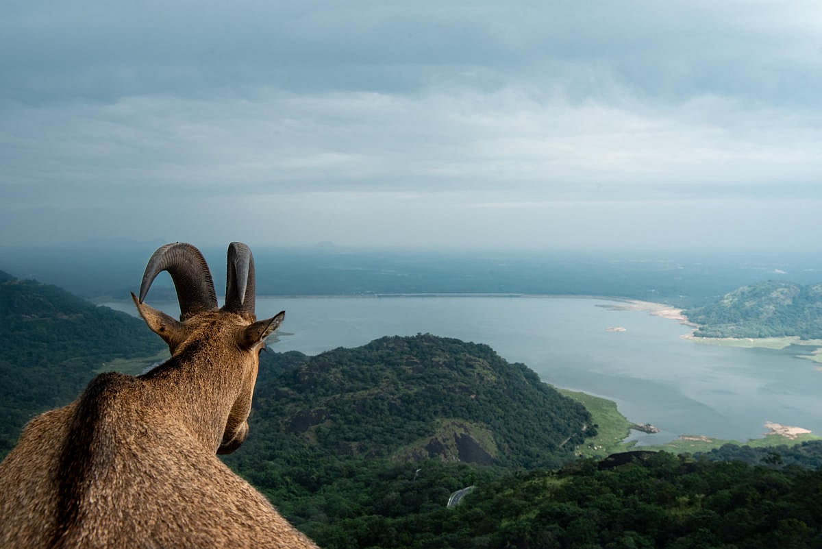 Nilgiri tahr: Living on the edge
