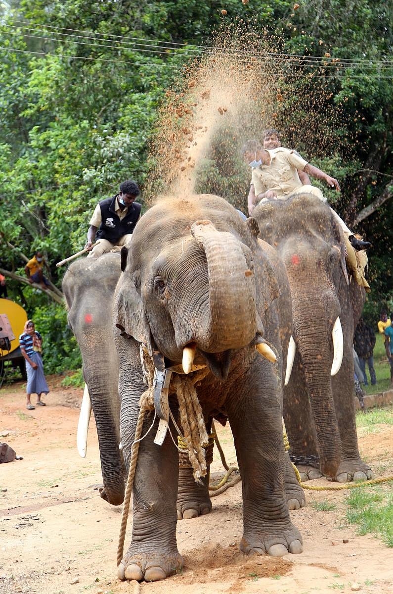 Karnataka forest department staff capture two wild elephants on single ...