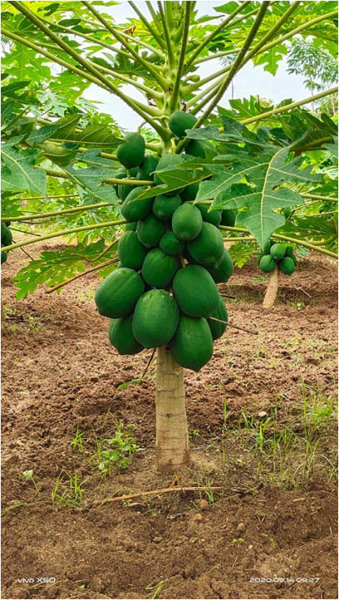 Bengaluru-based biotech lab develops tabletop papaya variety ‘Dawn Delight’