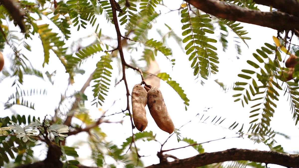 Tamarind trees of Nallur: Living relics of the past
