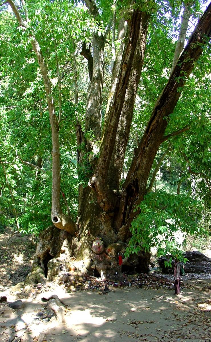 Soligas learn the language of forest with birds and beasts