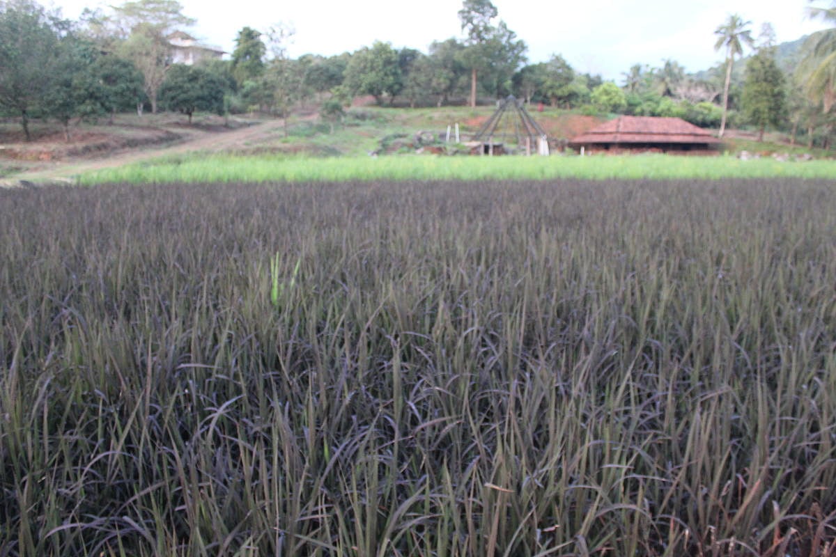 Native varieties, new perspectives