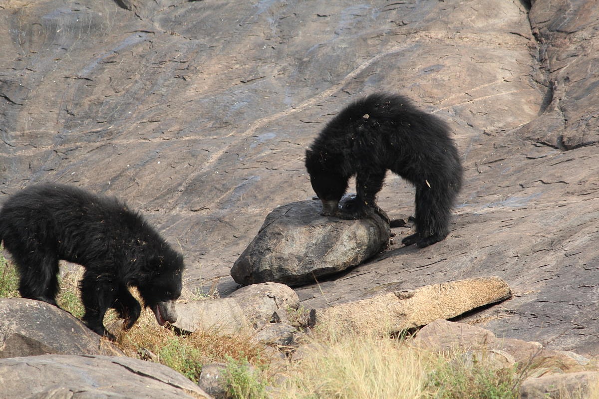 Sloth Bear Of Mysore