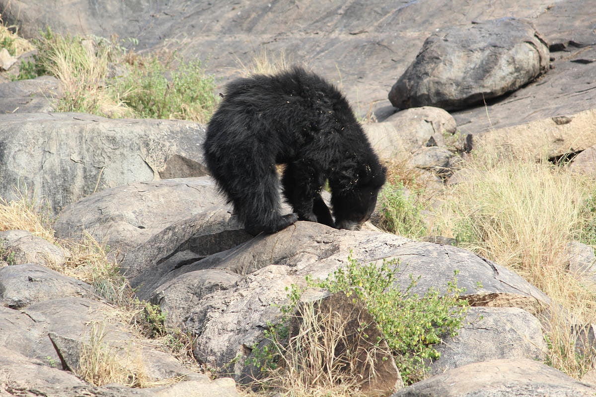 An afternoon safari to spot Baloo