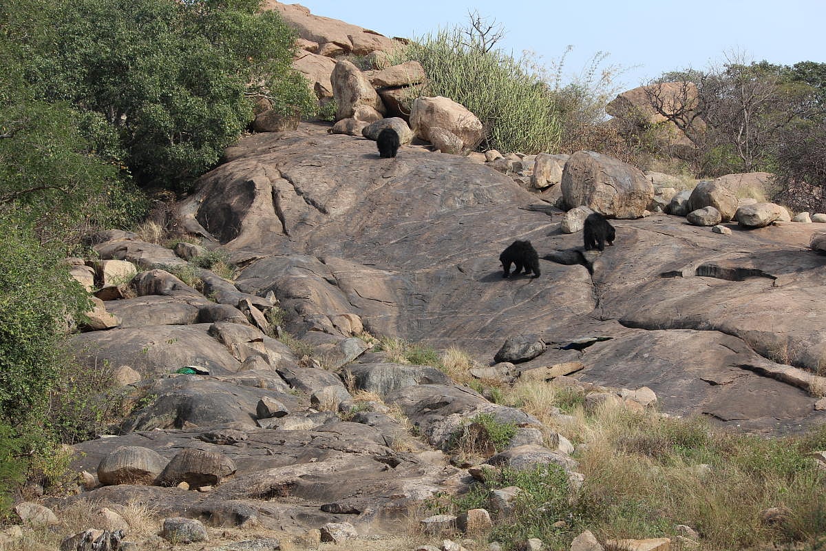 An afternoon safari to spot Baloo