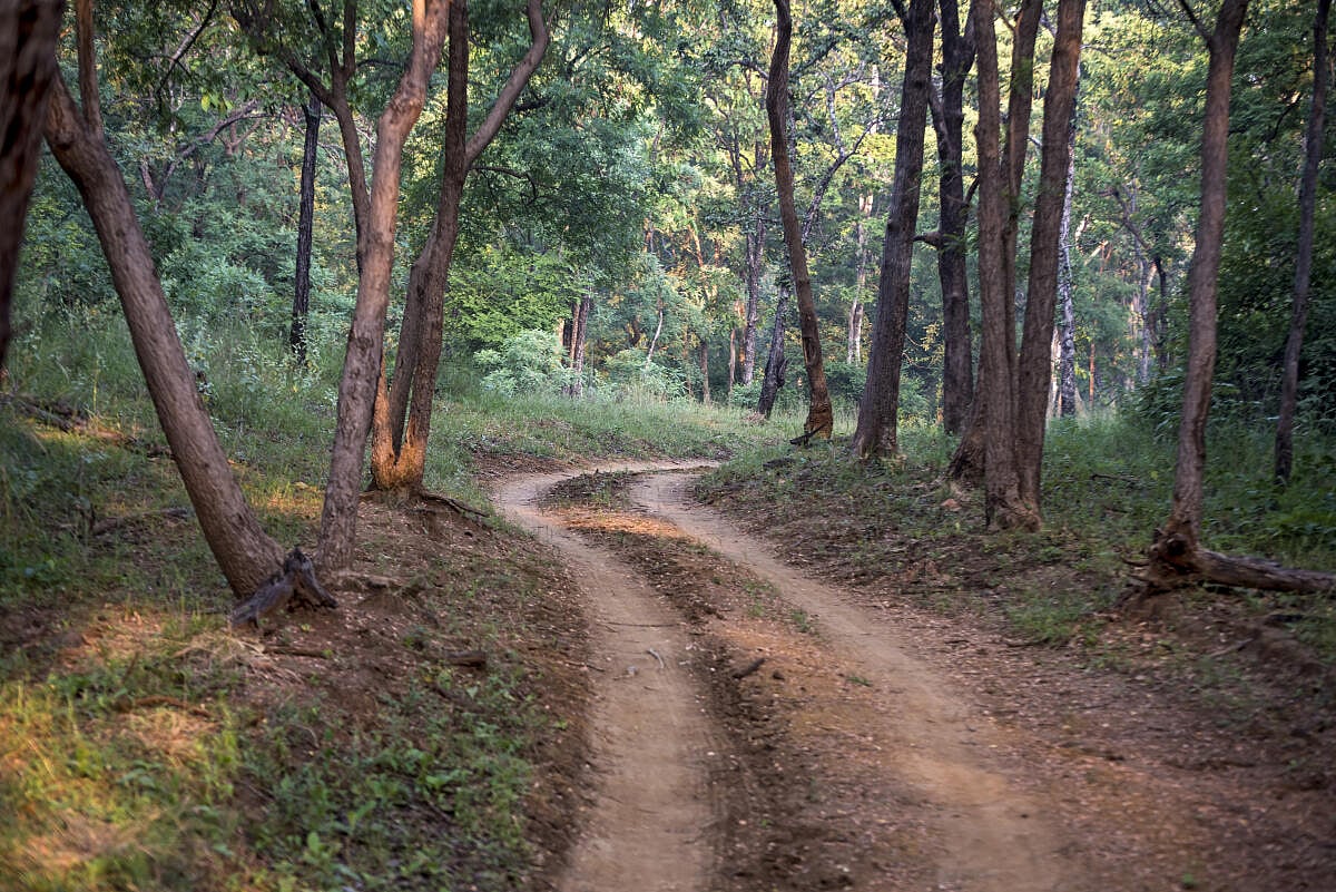 The wild cast of Bori