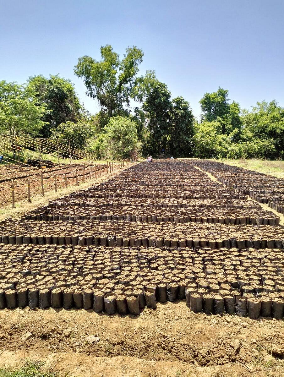 A cradle of the king of fruits