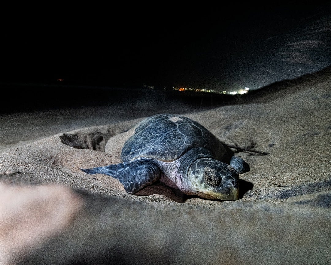 The guardians of the olive ridley sea turtles