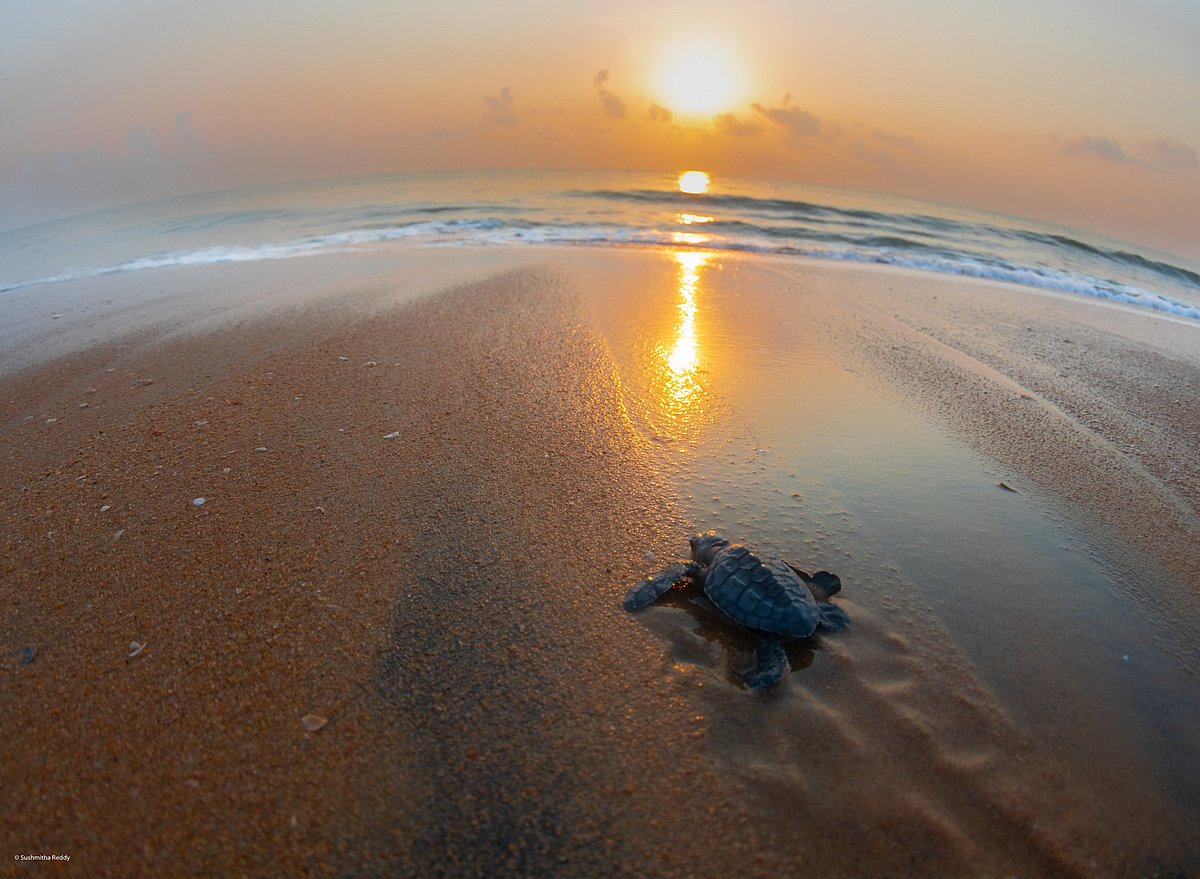The guardians of the olive ridley sea turtles