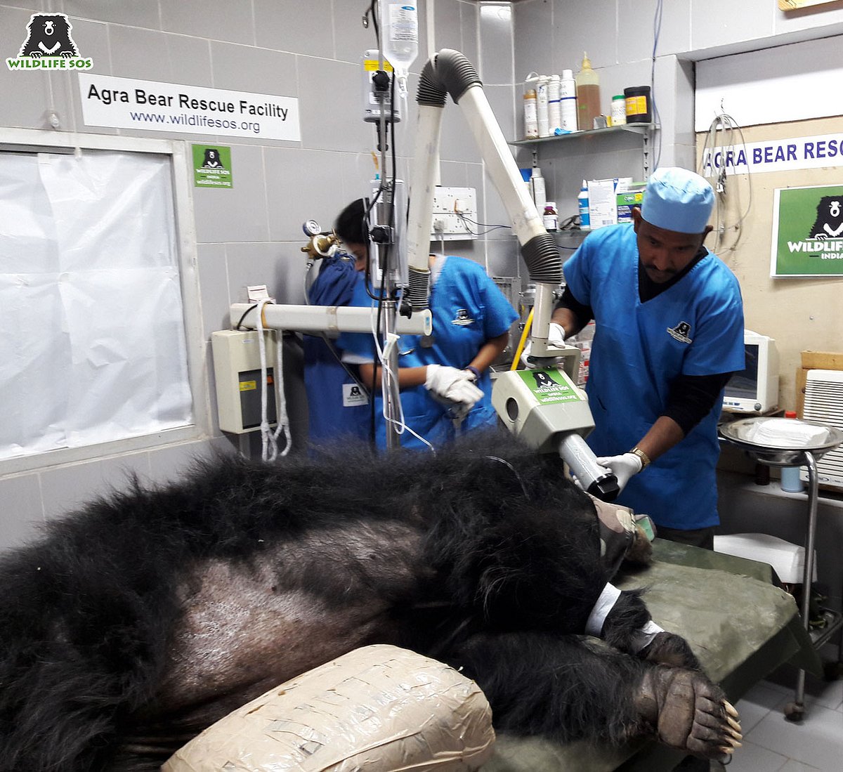 Rescued sloth bears undergo successful dental procedures in Bengaluru